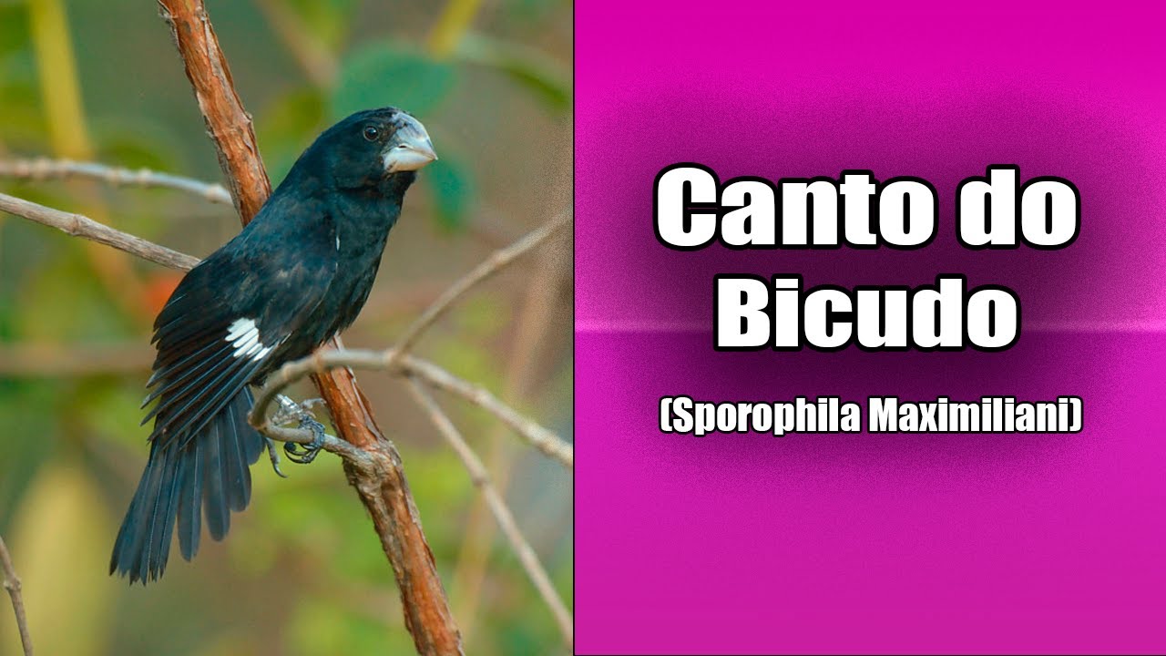 62 - O Canto do BICUDO (Sporophila Maximiliani) - Bird Song - Great ...