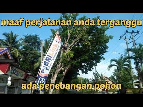 maaf perjalanan anda terganggu ada penebangan kayu extrim - YouTube