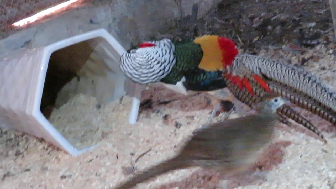 Lady Amherst pheasants mating dance - YouTube