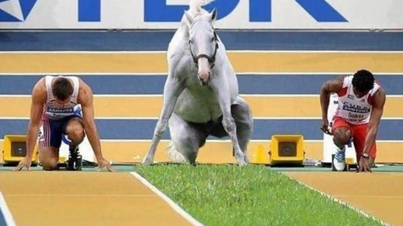 Super Grappige En Schattige Paarden, Pony En Veulen Filmpjes DEEL 4 ...