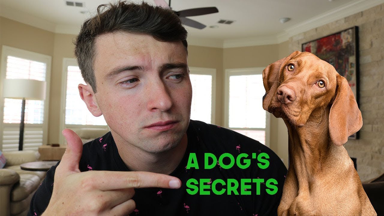 How to be Happy with Yourself | 3 Secrets of Dogs - YouTube