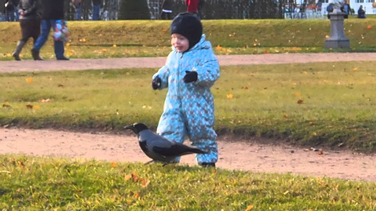 girl who try to catch a crow - YouTube