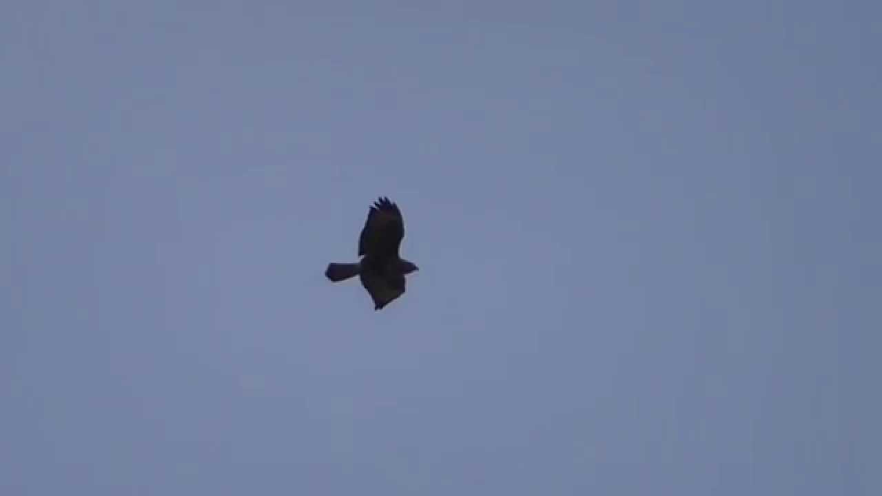 Common buzzard hunting 8Feb15 Norfolk UK 947a - YouTube