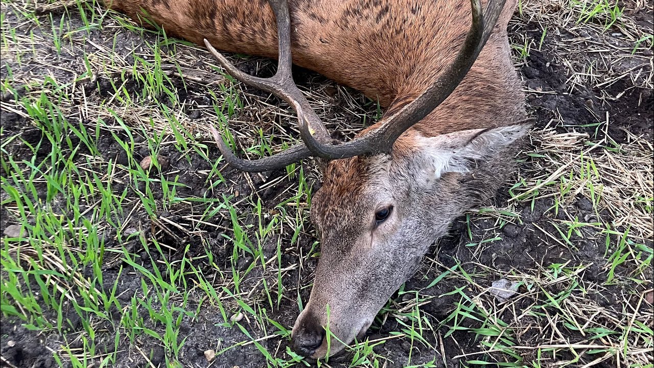 Hjorte jagt, red stag hunting - YouTube