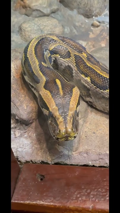 Burmese Python!! - YouTube