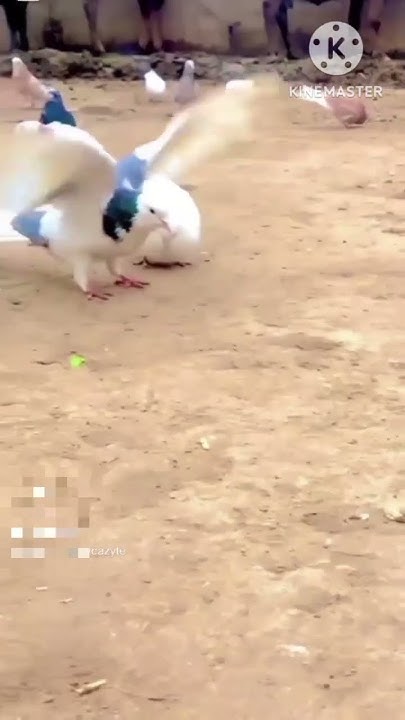 Shorts@Pagol hoye jabo ami pagol hoye jabo@ pigeon ️ jump funny🐥🕊️ - YouTube