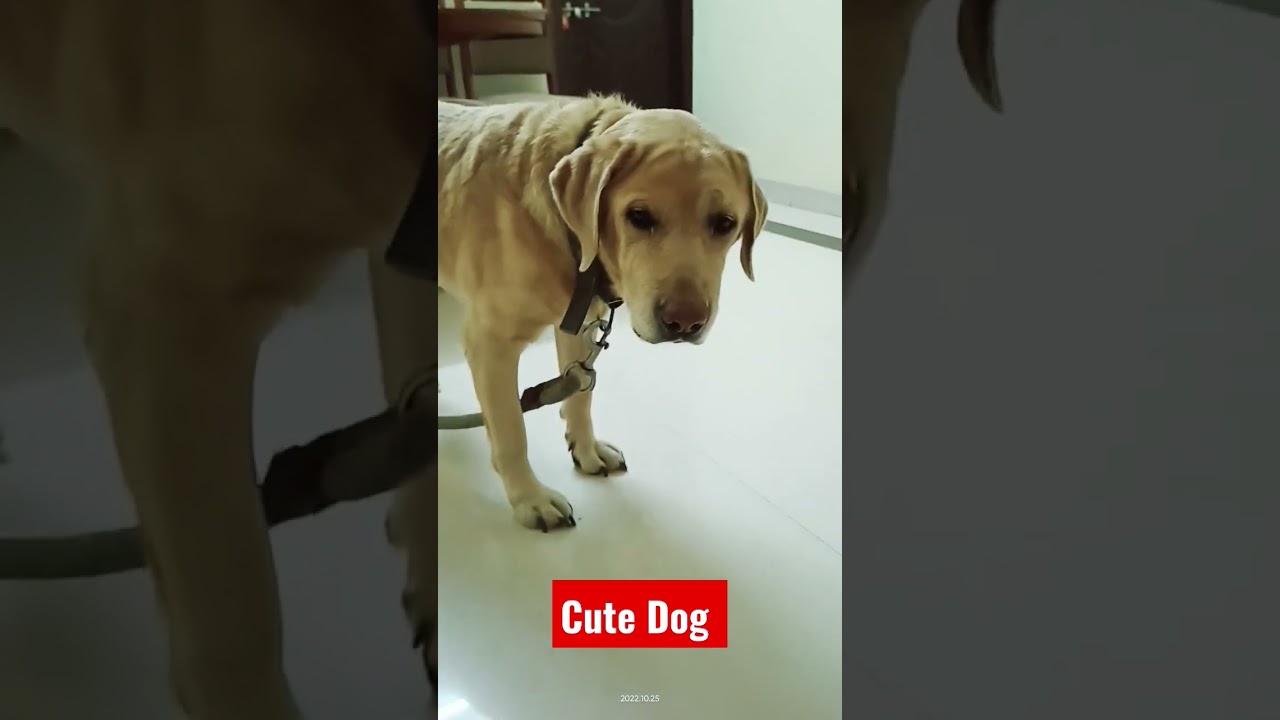 cute dog shorts status video #shorts - YouTube