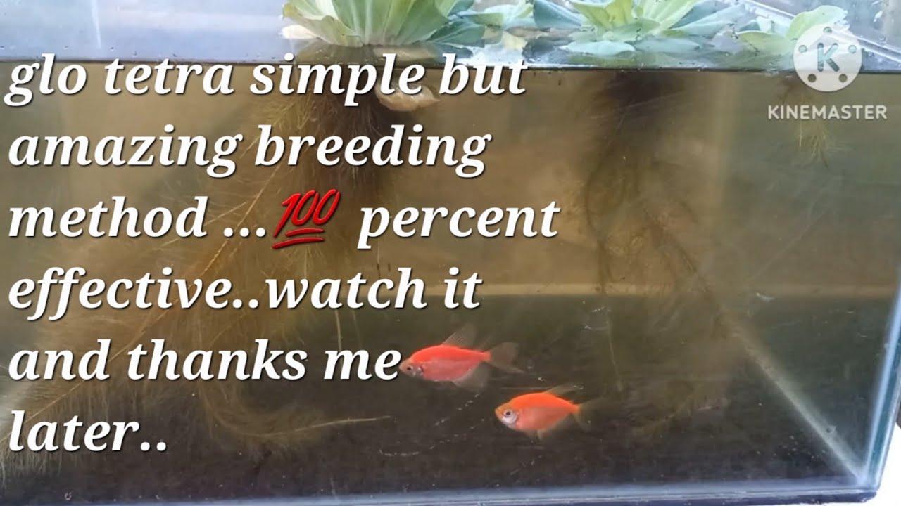 Glo Tetra breeding mula itlog hanggang pagpakain ng new born fry DIY ...
