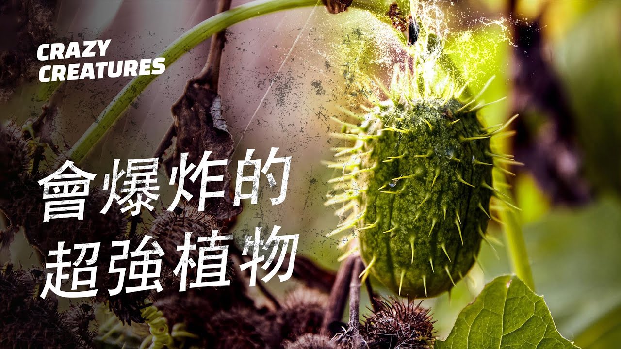八種讓你炸開想象力的爆炸植物 | 瘋狂生物 - YouTube