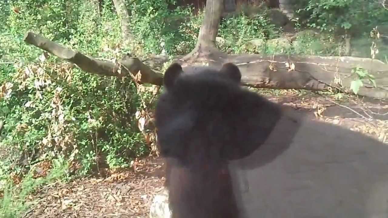 brilbeer - Tremarctos ornatus - Spectacled Bear - YouTube