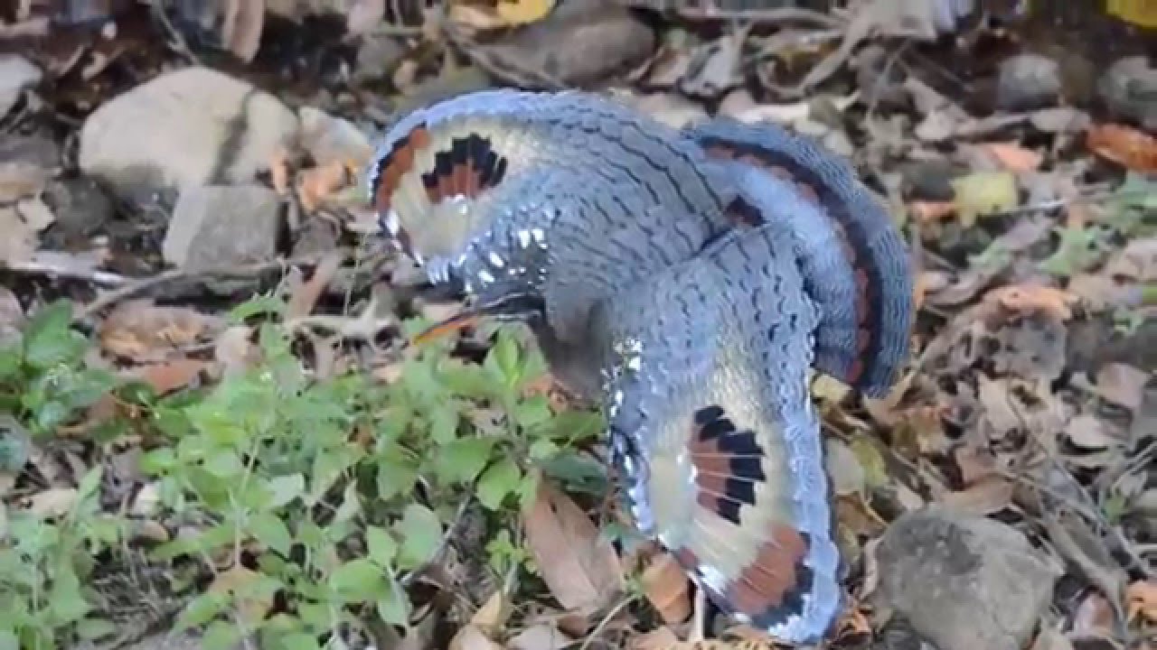 Anidacíon de la garza de sol (Eurypyga helias) - YouTube