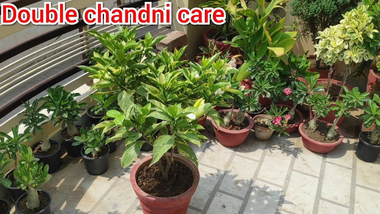 Double chandni plant care, chandna, crape jasmine care, summer ...