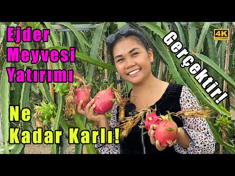 Ejder Meyvesi ile Nasıl 1 Yılda 100 Bin TL Kazandı