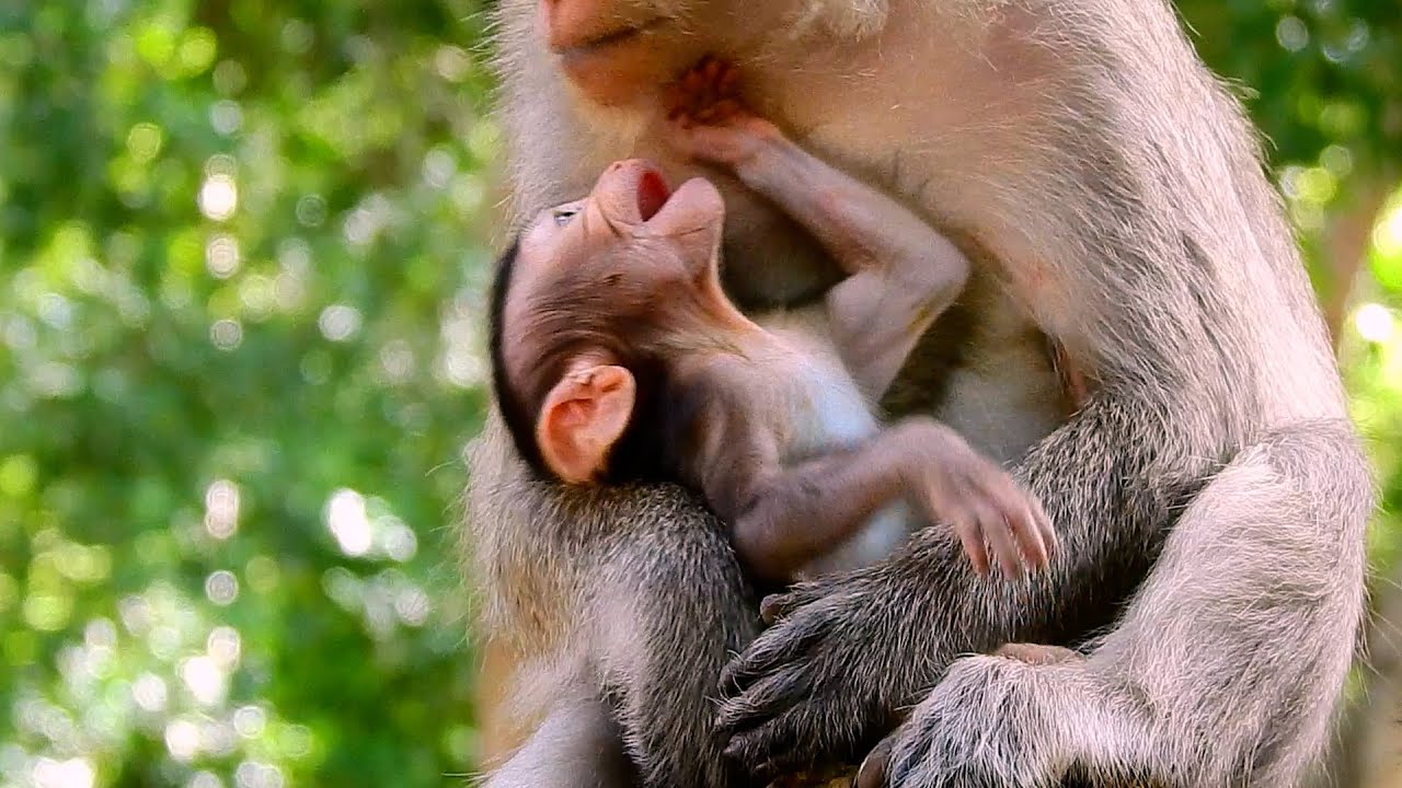 Lovely action of baby monkey beg mother! - YouTube