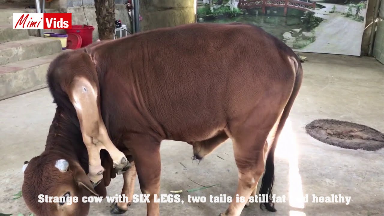 Cow On Two Legs