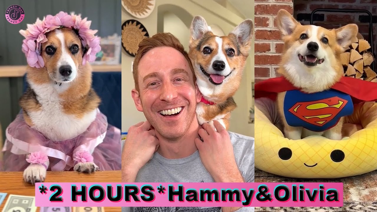 * 2 HOURS * Hammy & Olivia Corgi Best TikTok Compilation 2023 | New ...