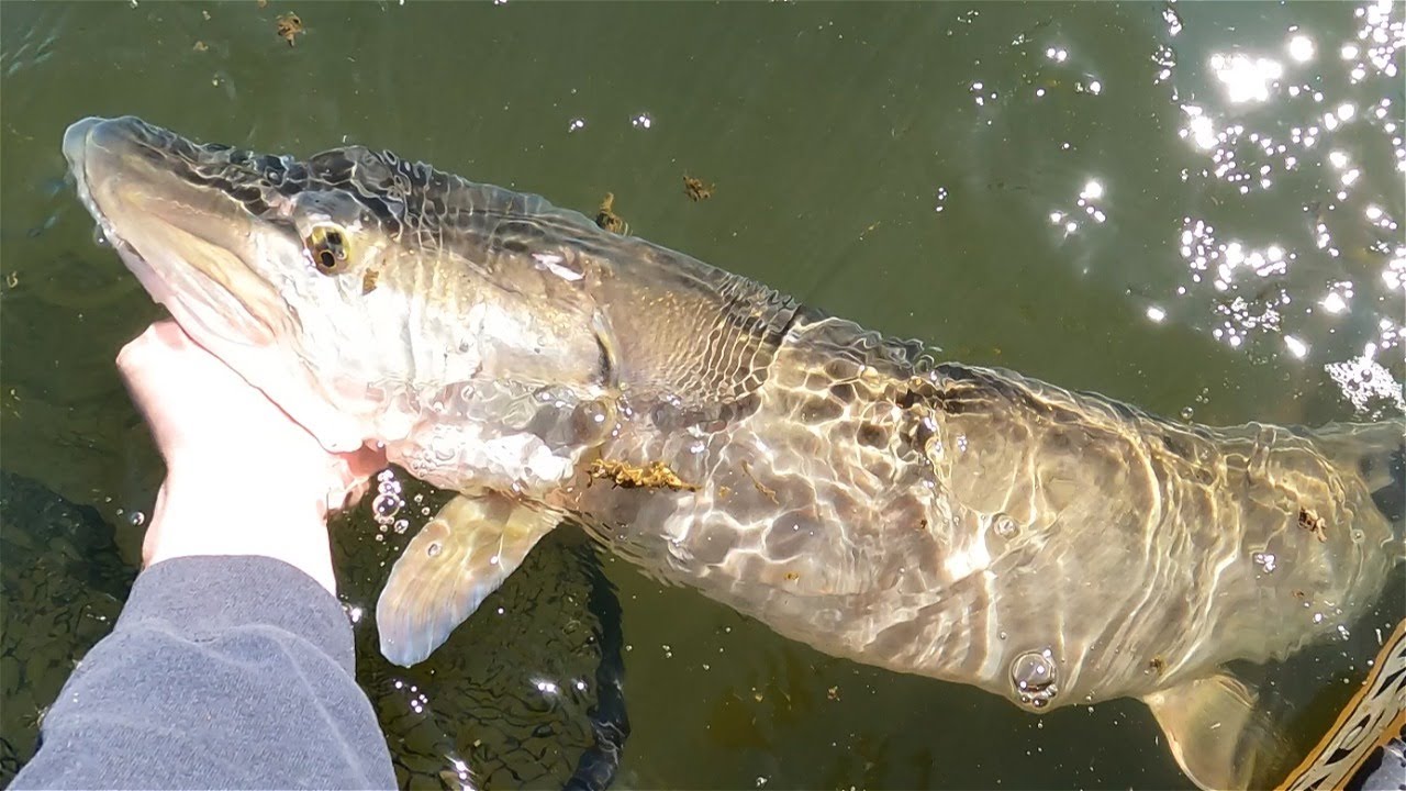 Wacky Rigging SUPER 10" WORMS for RIVER MUSKIE ft NDYAKANGLER - YouTube