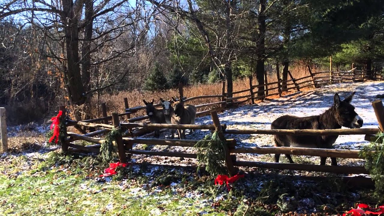 Korbisch's Christmas Tree Farm - YouTube