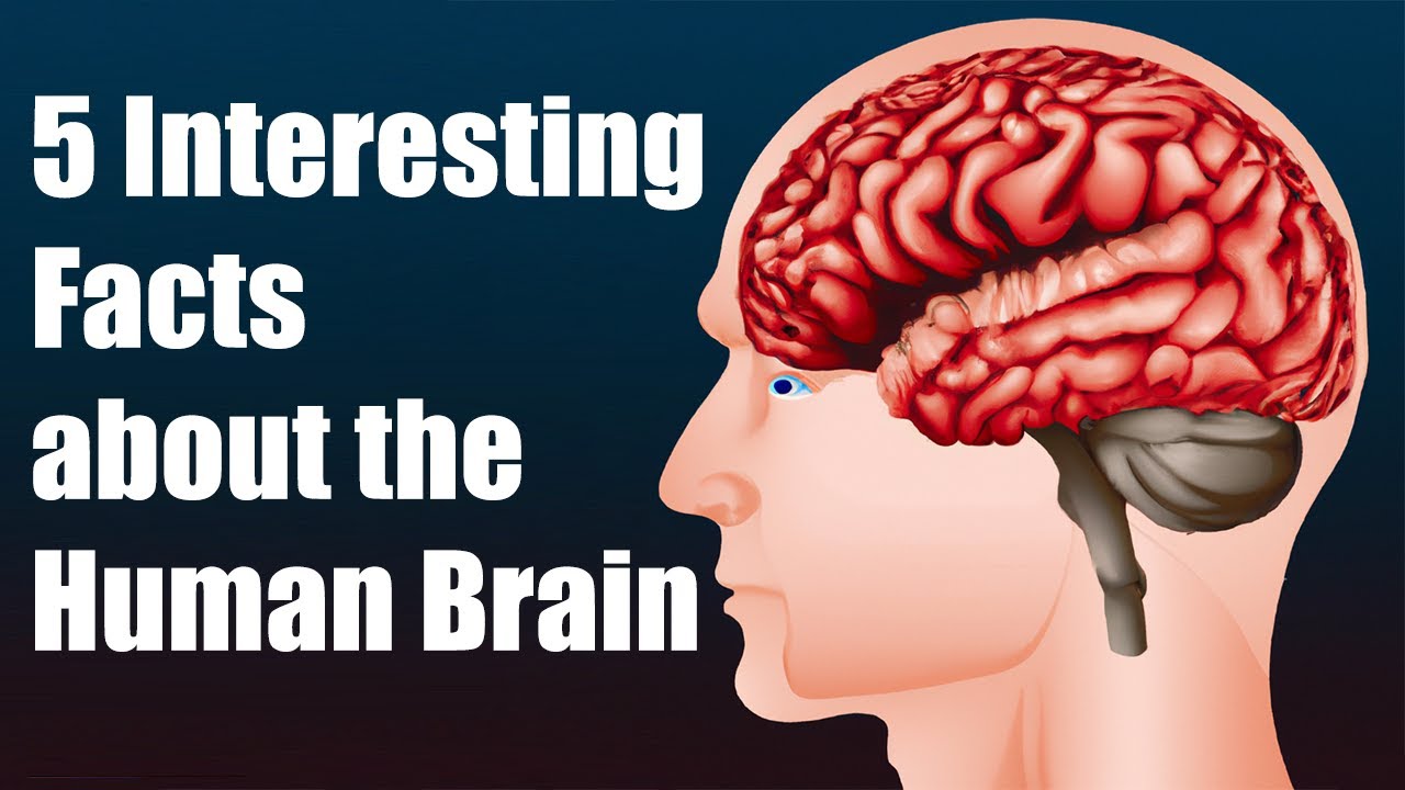 5 Interesting Facts About The Brain - YouTube