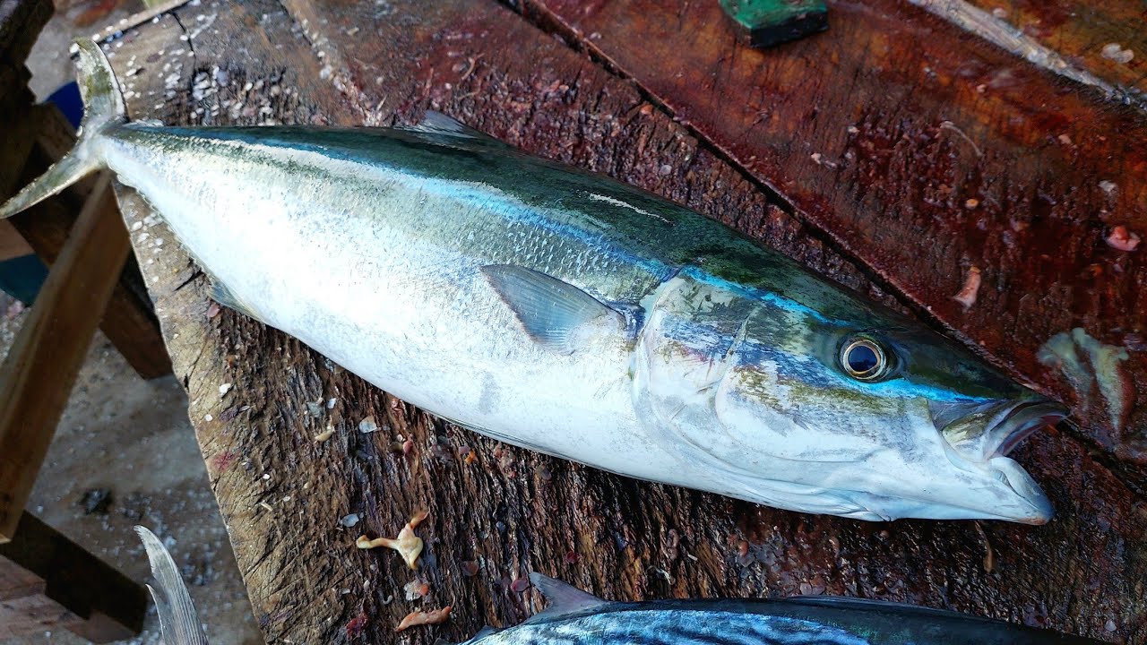 Rainbow Runner Fish Market | Fish Cutting Skills - YouTube