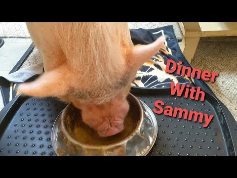 Sammy The Mini Pig Having Dinner With The Zoo Crew - YouTube