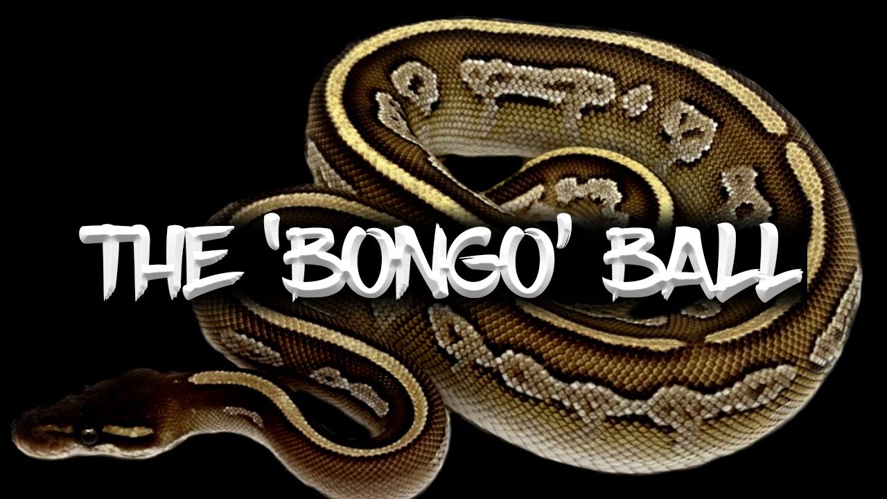 The 'Bongo' Ball Python Morph - YouTube