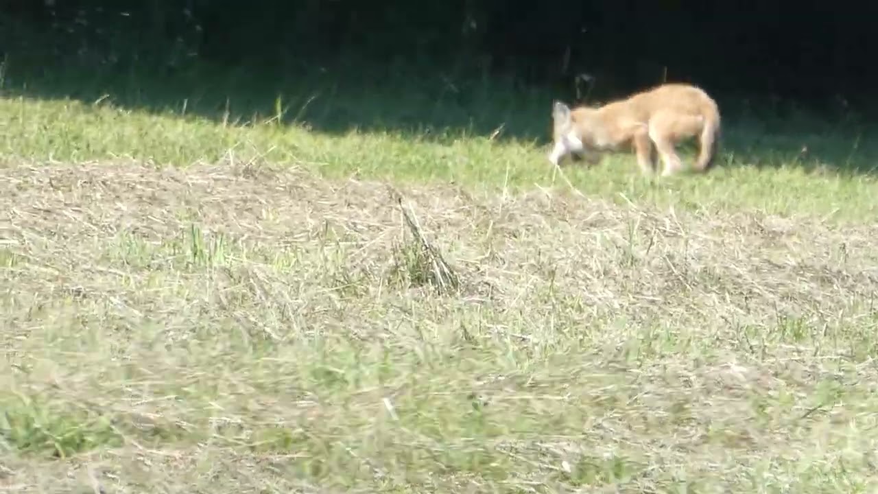 coyote catching and killing groundhog in PA in honor of Groundhog day ...