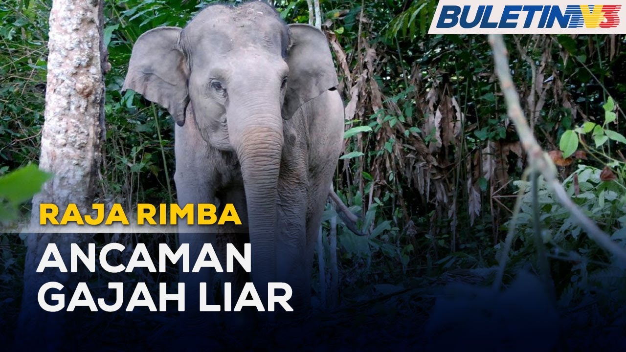 RAJA RIMBA | Penduduk Bimbang Ancaman Gajah Liar - YouTube