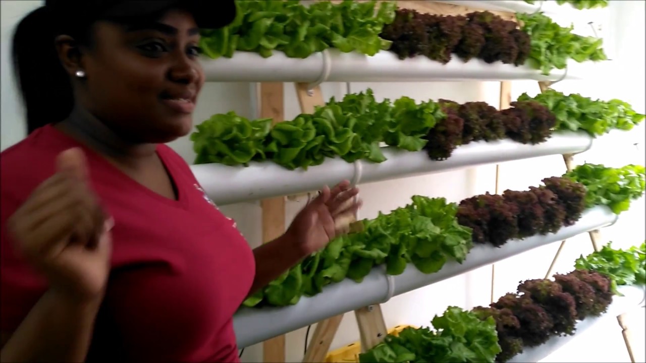 Hydroponics, Aquaponics, Indoor Agriculture at the UWI - YouTube