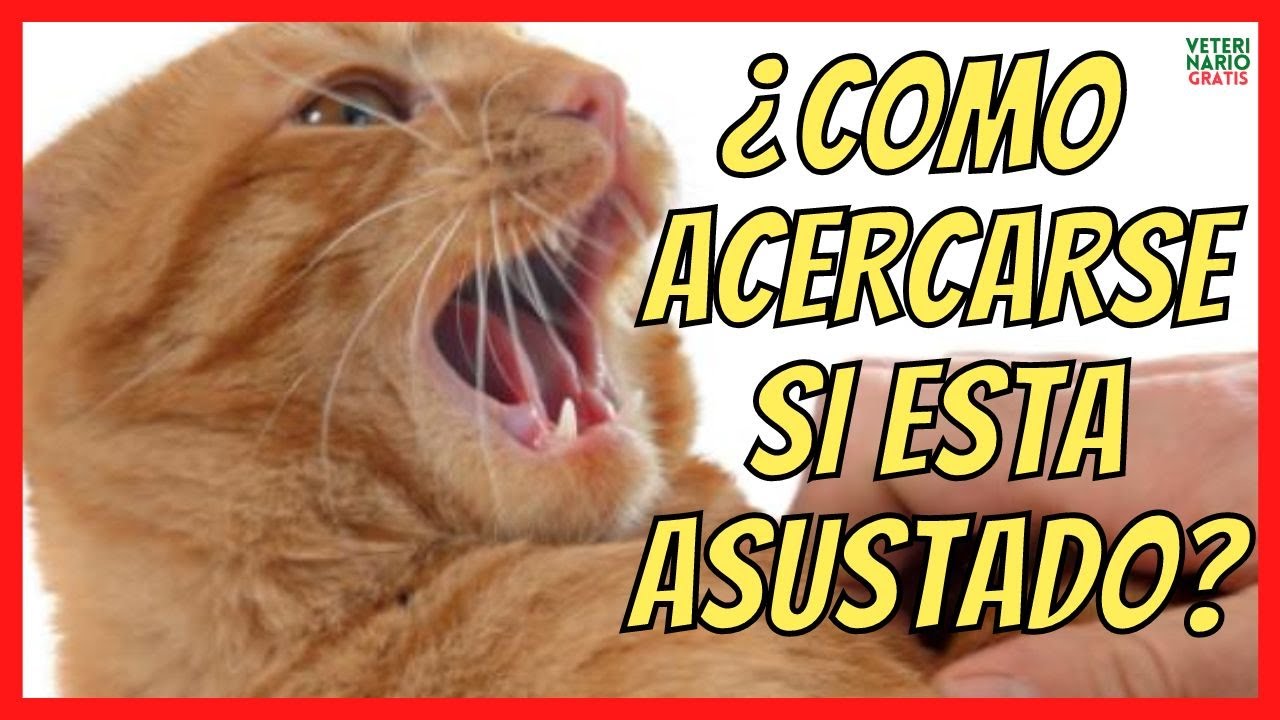 🚨 ¿CÓMO ACERCARSE A UN GATO ARISCO O ASUSTADO? 🚨 Y GANARTE SU CONFIANZA ...