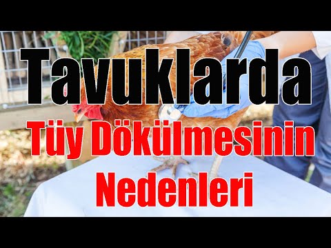 tavuklarda tüy dökülmesinin nedenleri