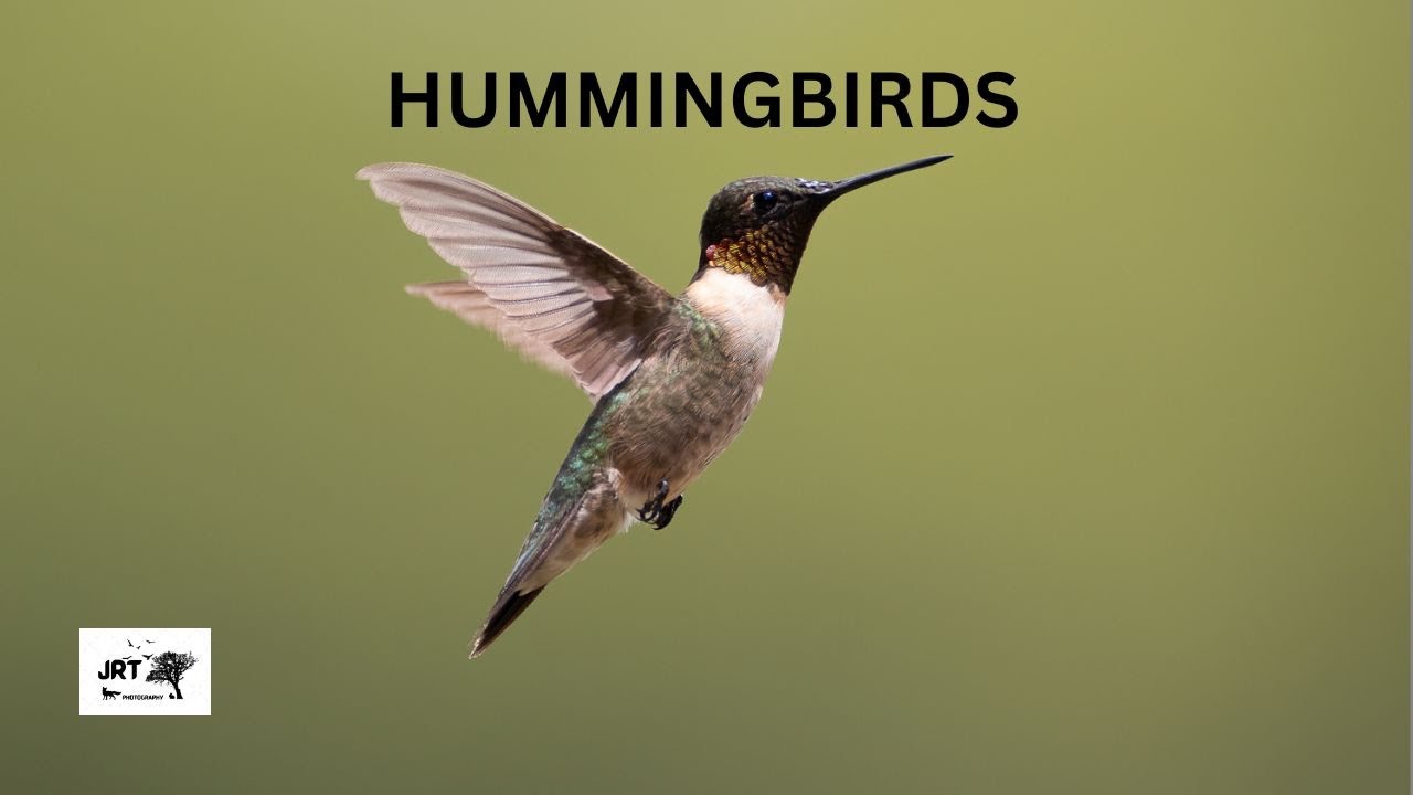 hummingbirds - YouTube