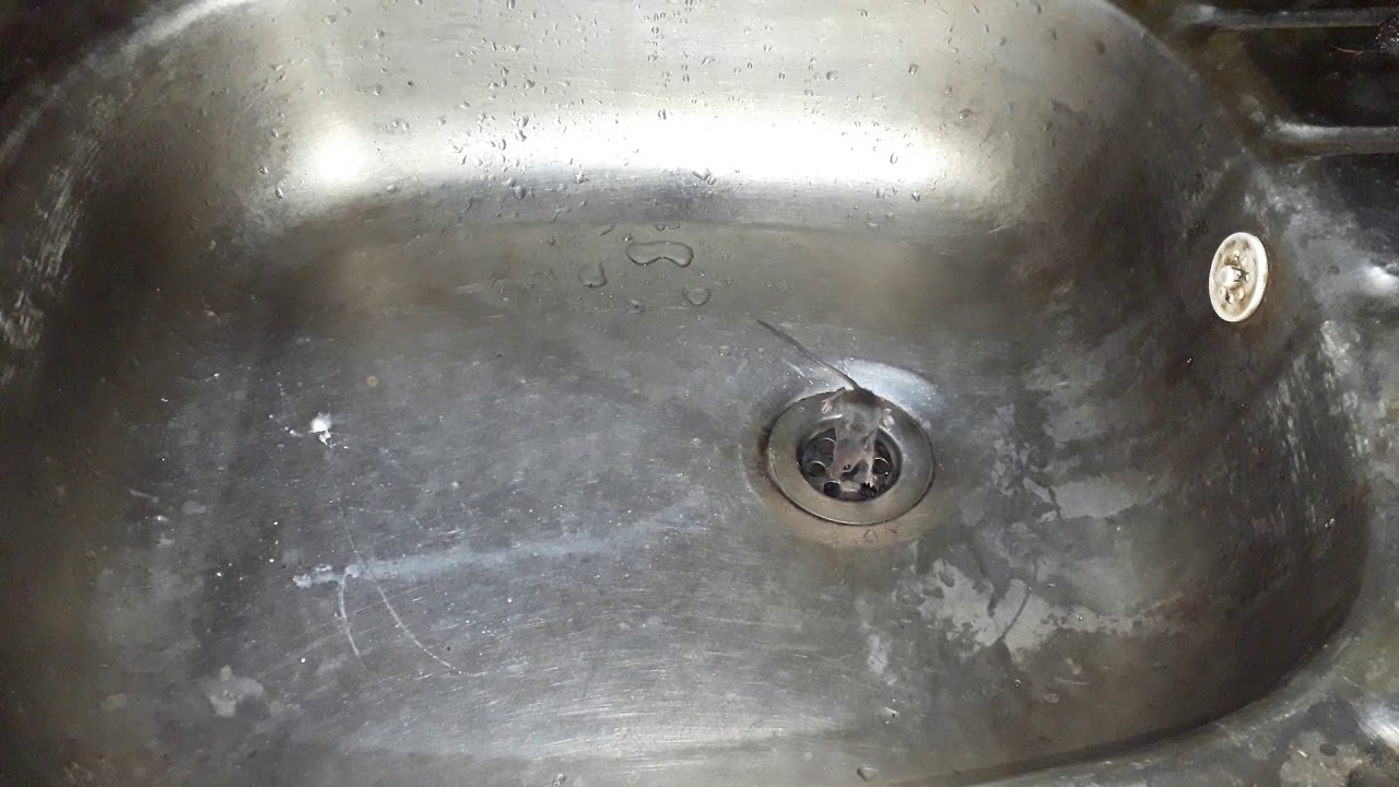 Mouse in sink trapped - YouTube
