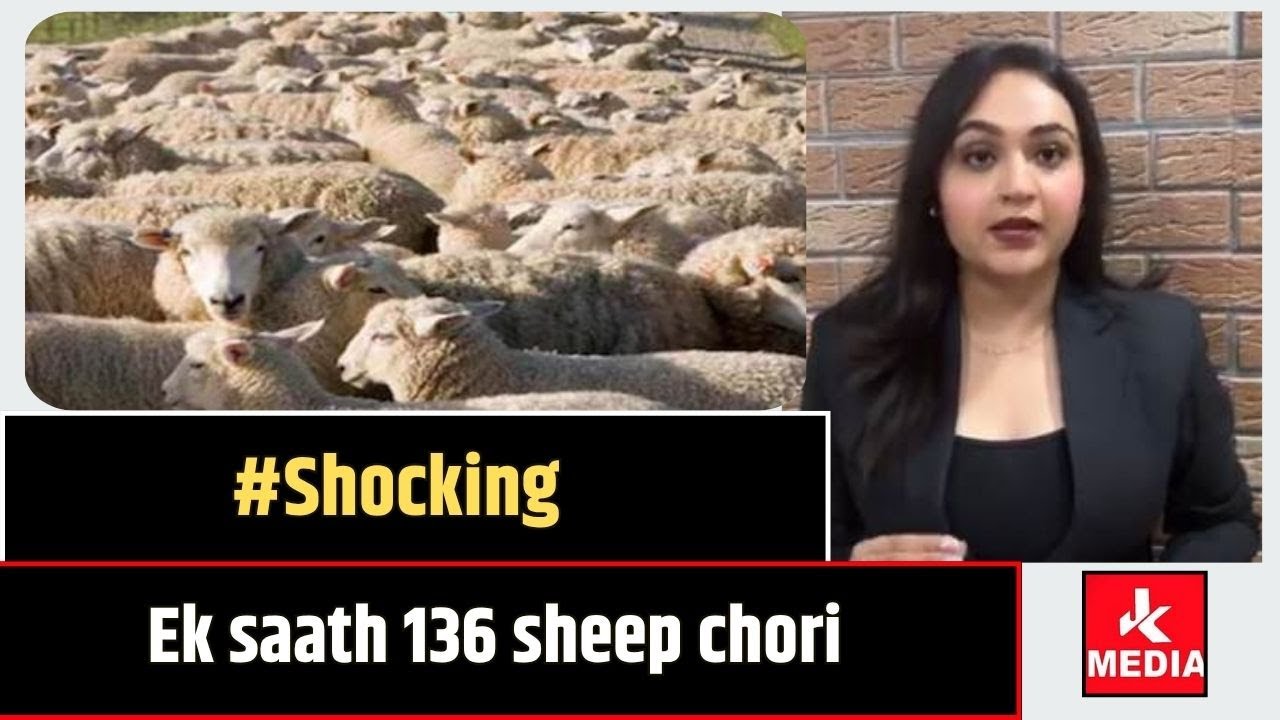 #Shocking ek saath 136 sheep ch0ri - YouTube