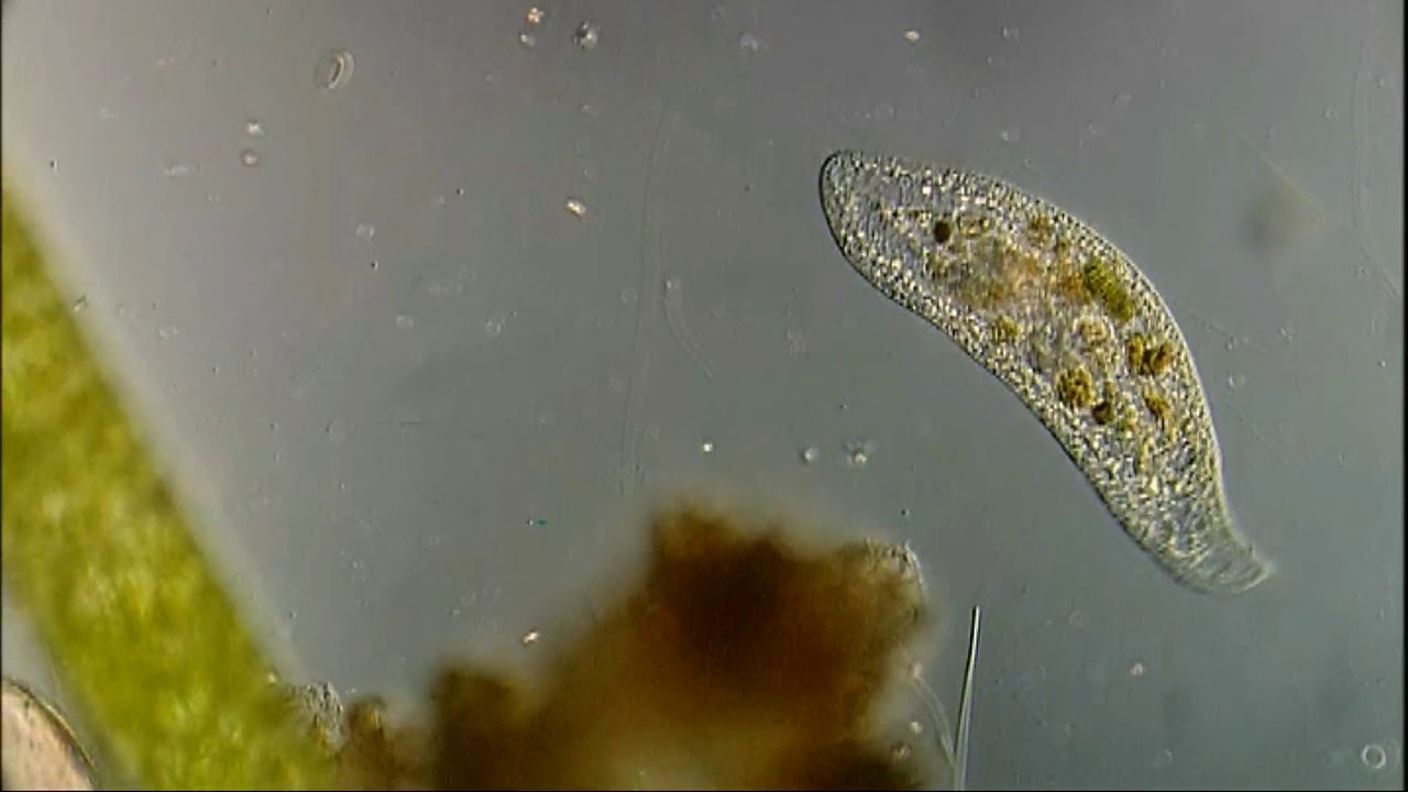 LOXODES CILIADO - YouTube