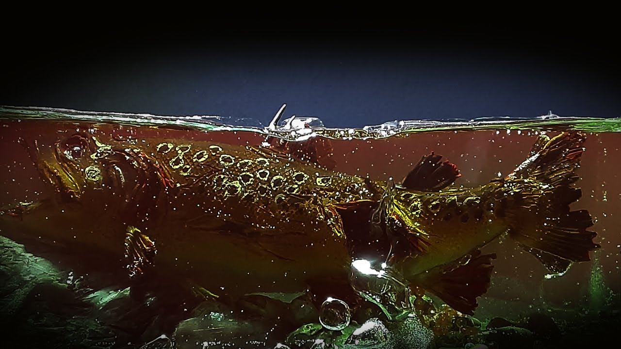 zombie eggs / brown trout / Diorama / Polymer Clay / Epoxy resin ...