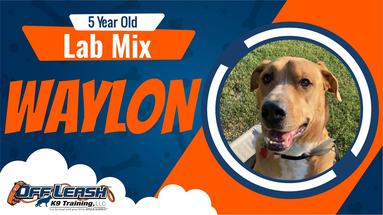 5 Year Old Labrador Retriever Mix | Best Lab Mix Training | Off Leash ...