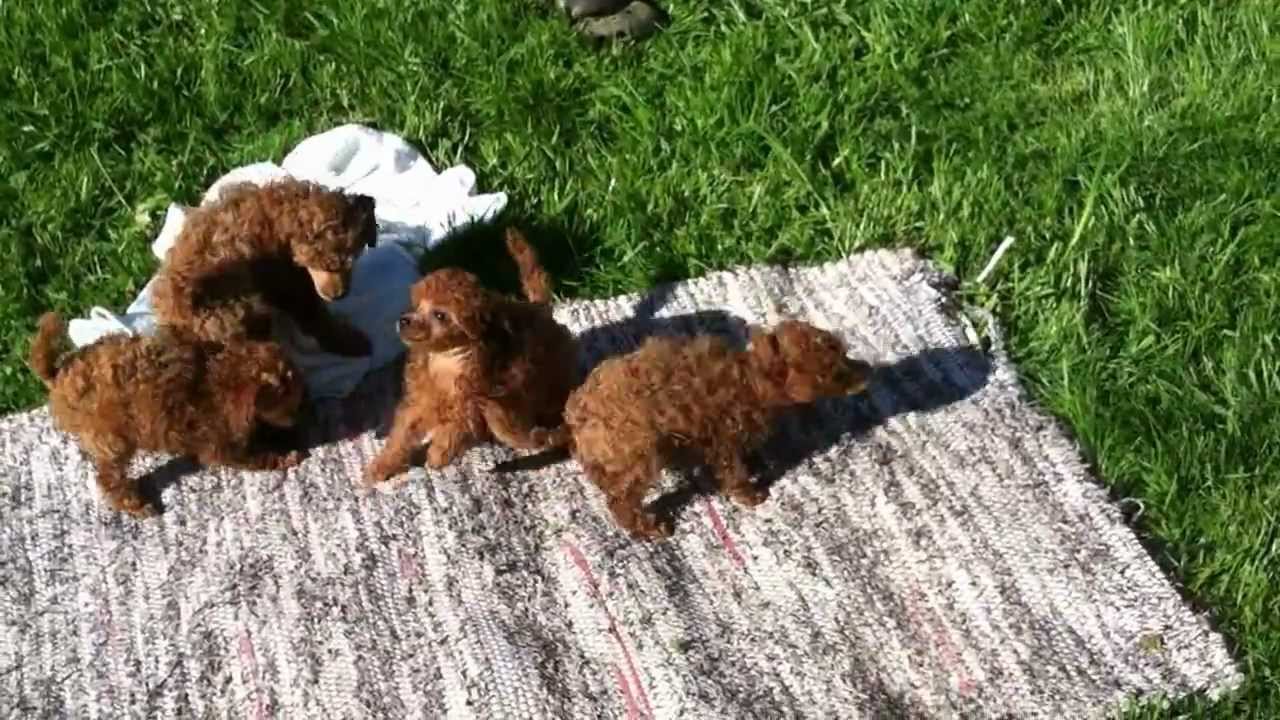 Blöta toypudel valpar - YouTube