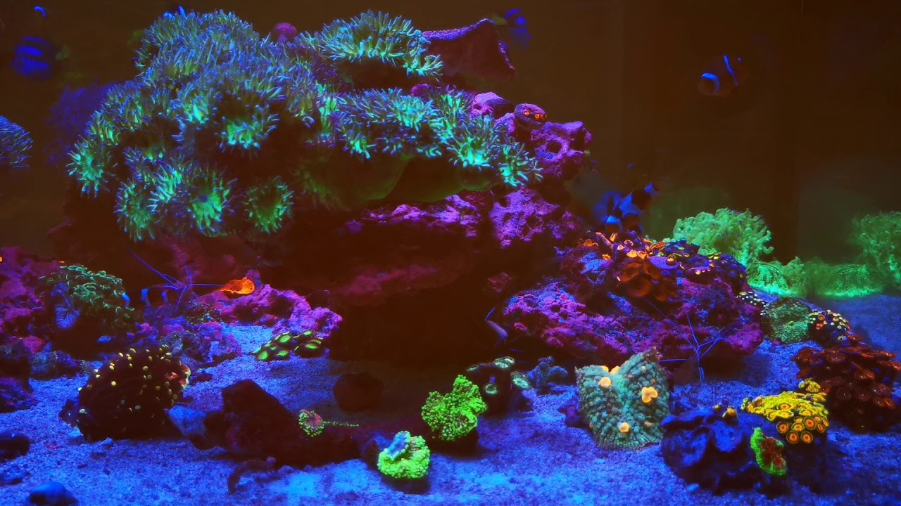 Mixed Reef Shallow Peninsula Tank - YouTube