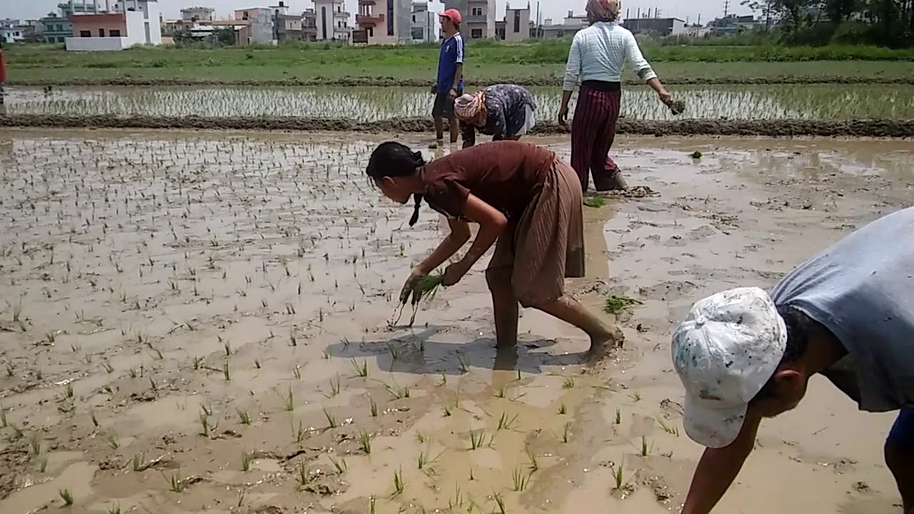 Rice Harvesting || Family members - YouTube