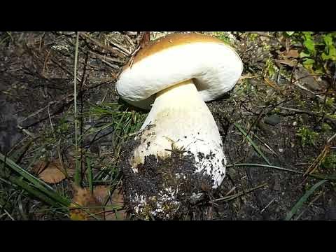 Nocne grzybobranie :) Borowik podgrzybek maślak maślak pstry #7 wrzesień - YouTube