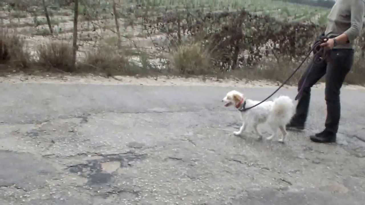 Daisy movie 1) - YouTube