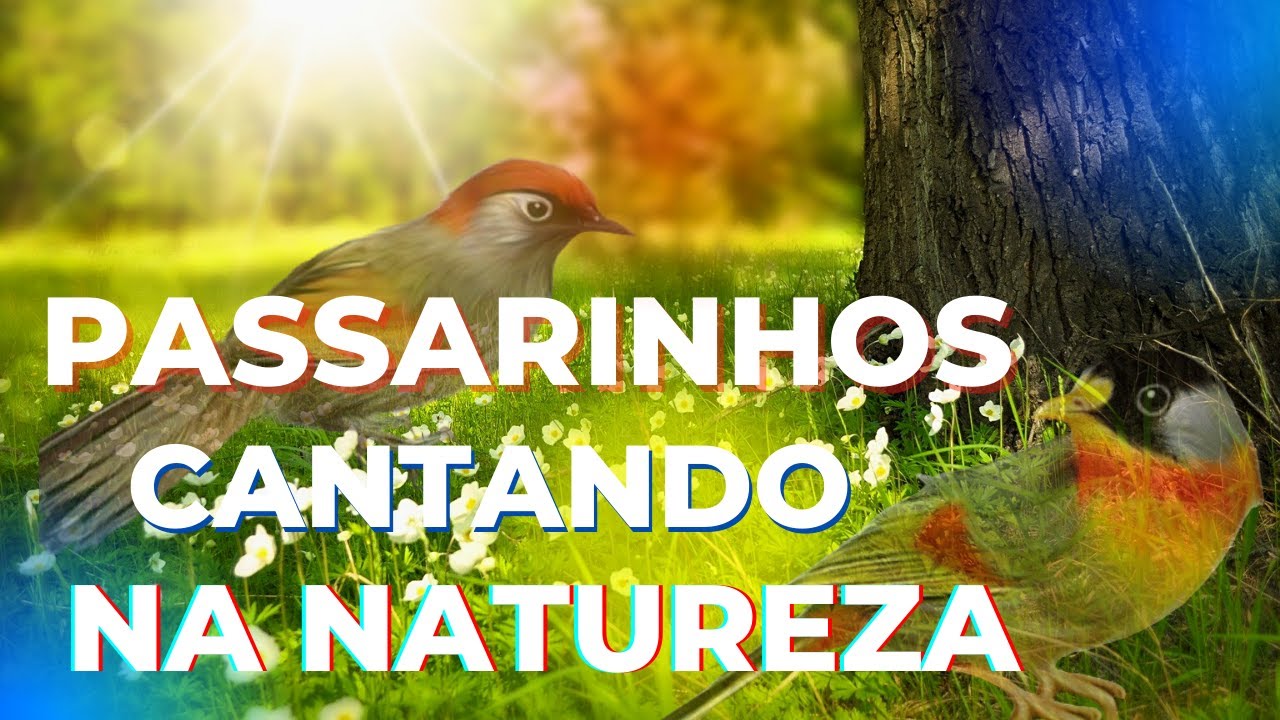 PASSARINHOS CANTANDO na Natureza-Canto de Pássaros-Floresta de manhã ...
