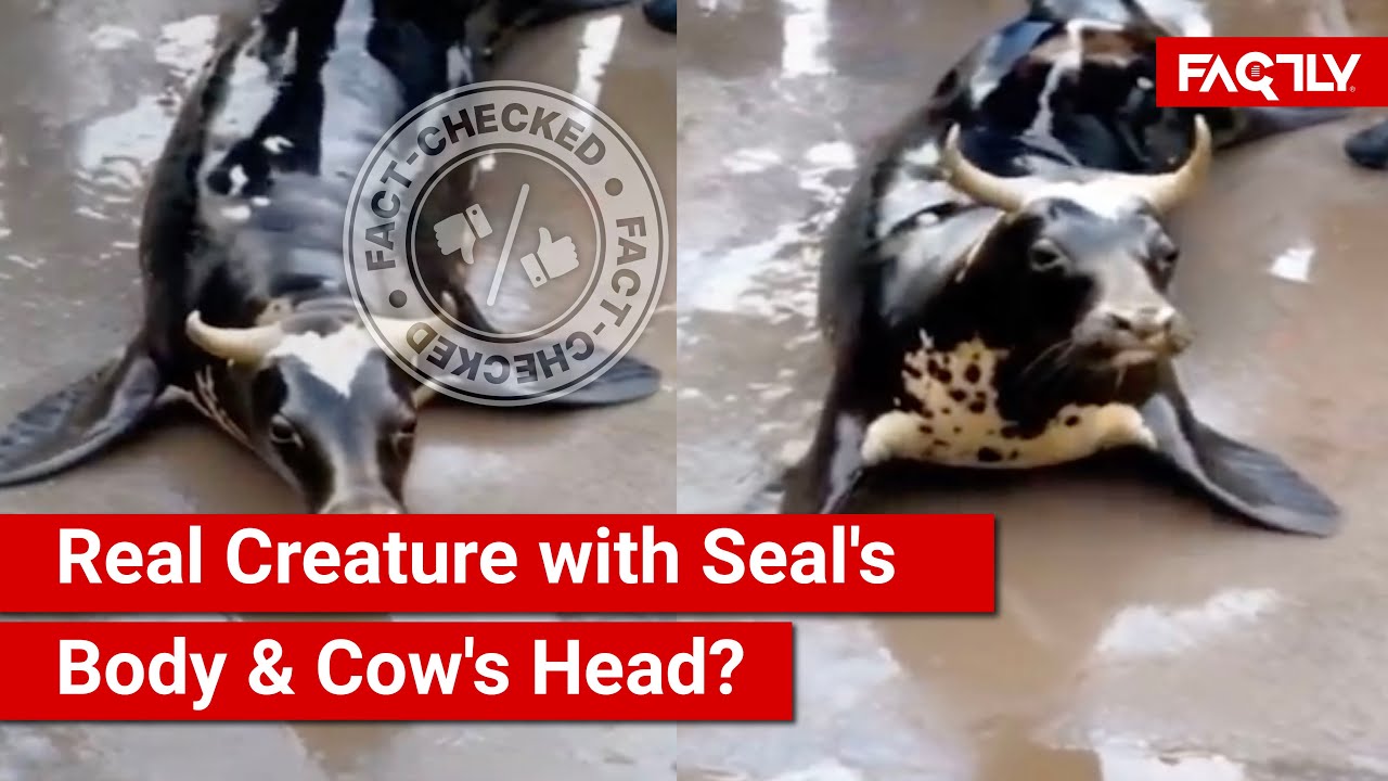 FACT CHECK: Viral Video Shows New Creature with Seal's Body & Cow's ...