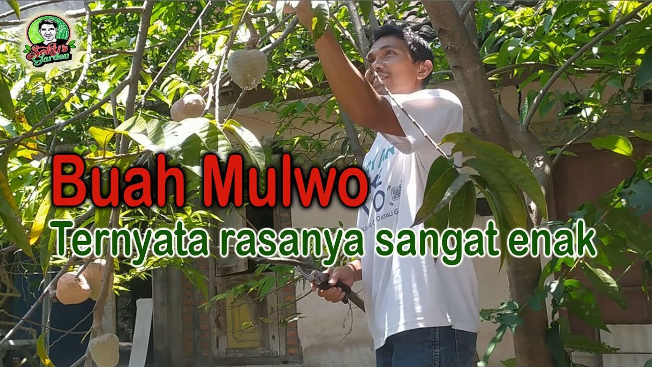 Panen Buah Mulwo || Buah Langka - YouTube
