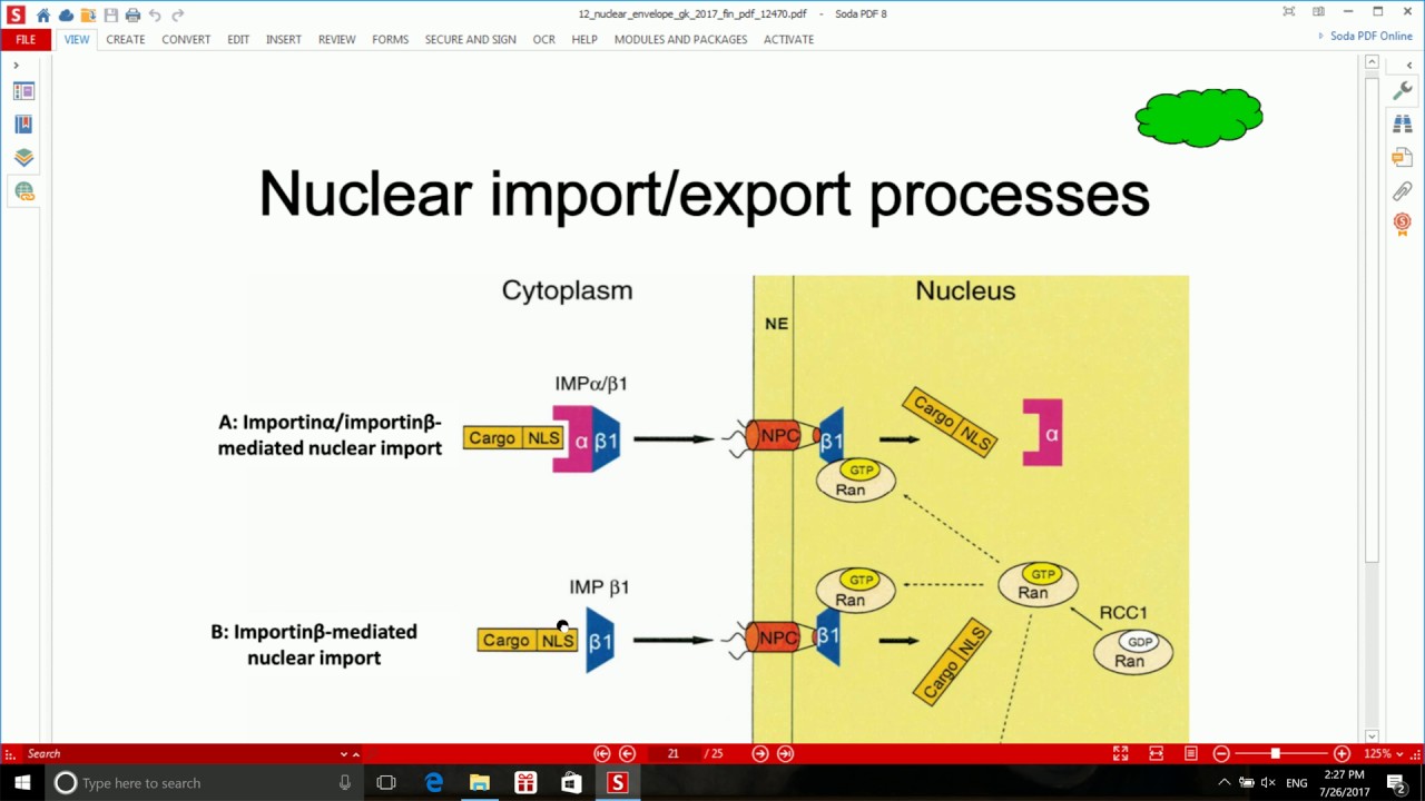 lecture 12 nuclear envelope - YouTube