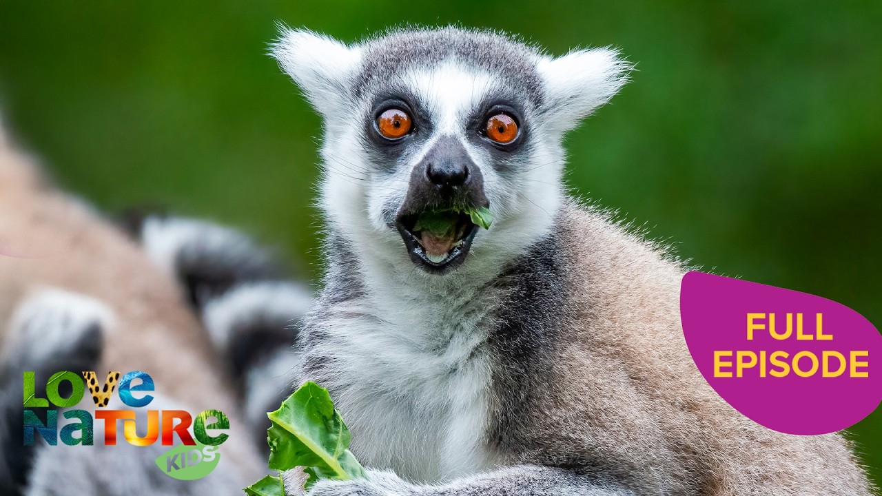 The Singing Lemurs | Land of Gremlins 101 - YouTube