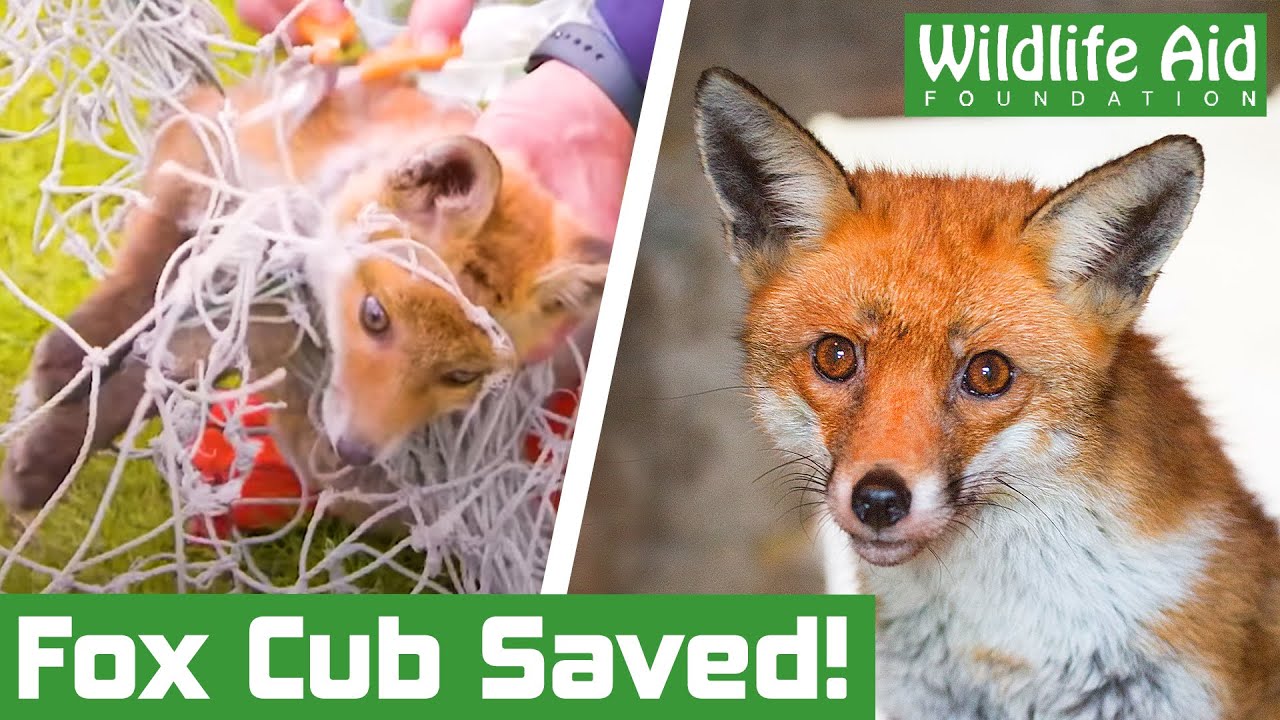 One of the most tangled fox cubs we've EVER seen! - YouTube