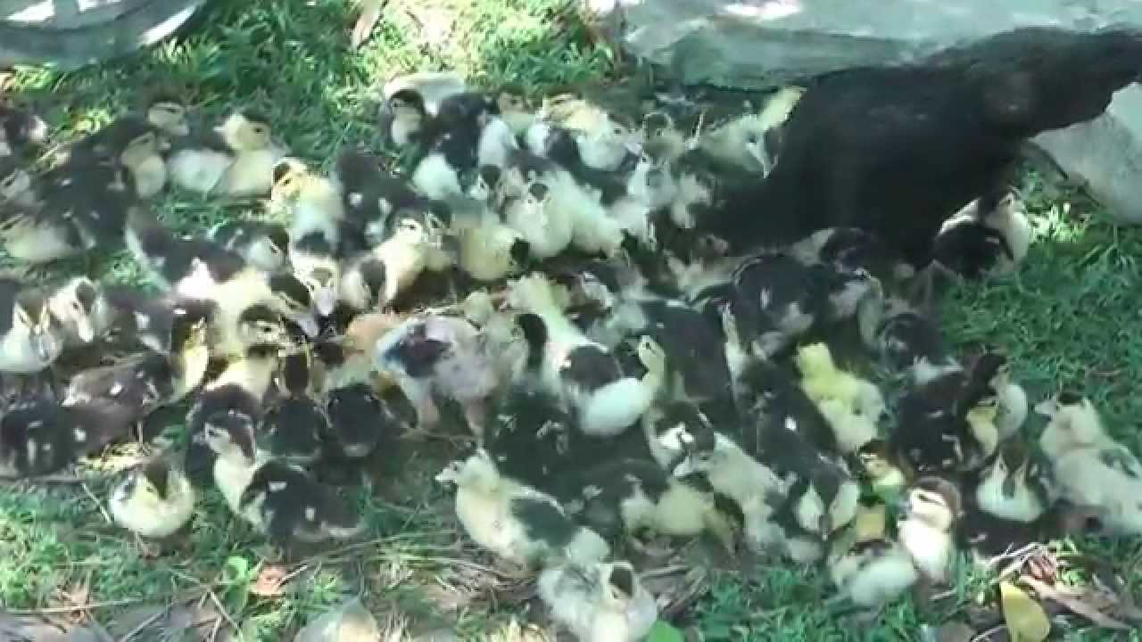 Mother Chicken - Siamese baby duck - Flugenten Küken und Mutter Huhn ...