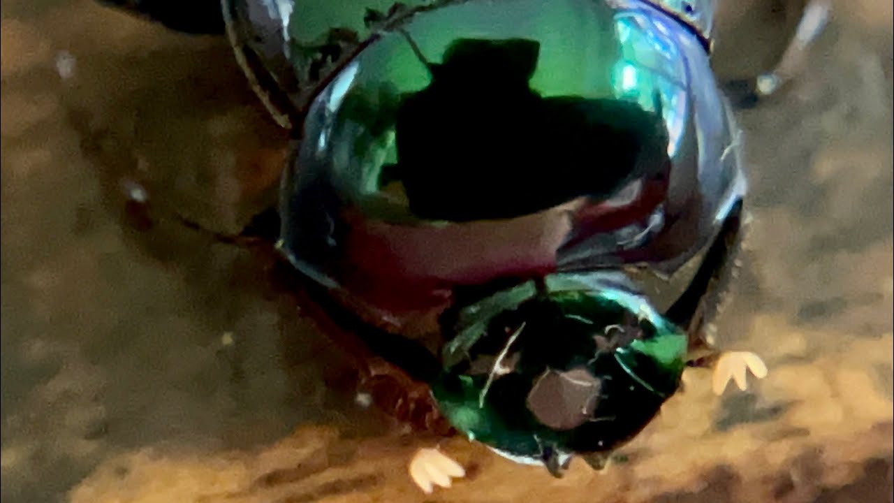 Emerald Beetle - YouTube